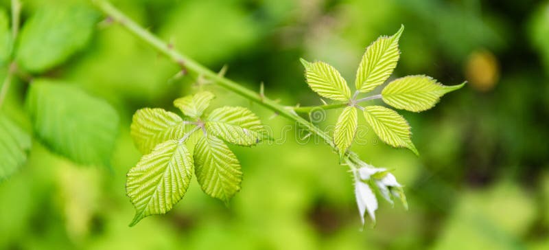 Green Young Leaf of Tree in Spring Nature with Bright Leaves, Green ...