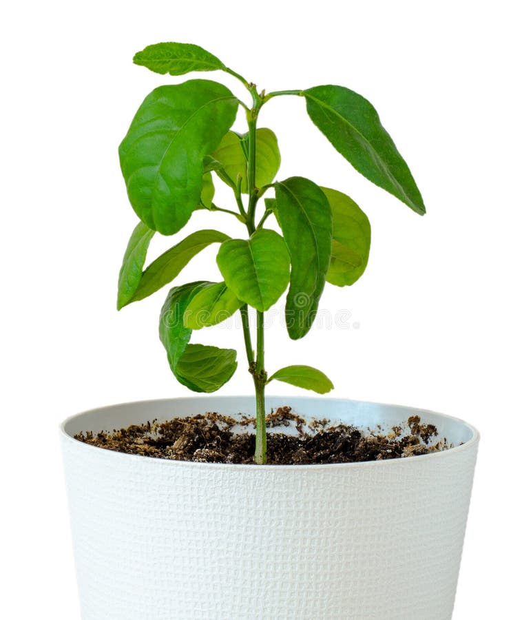 Sapling lemon. stock photo. Image of environment, fresh - 11658752