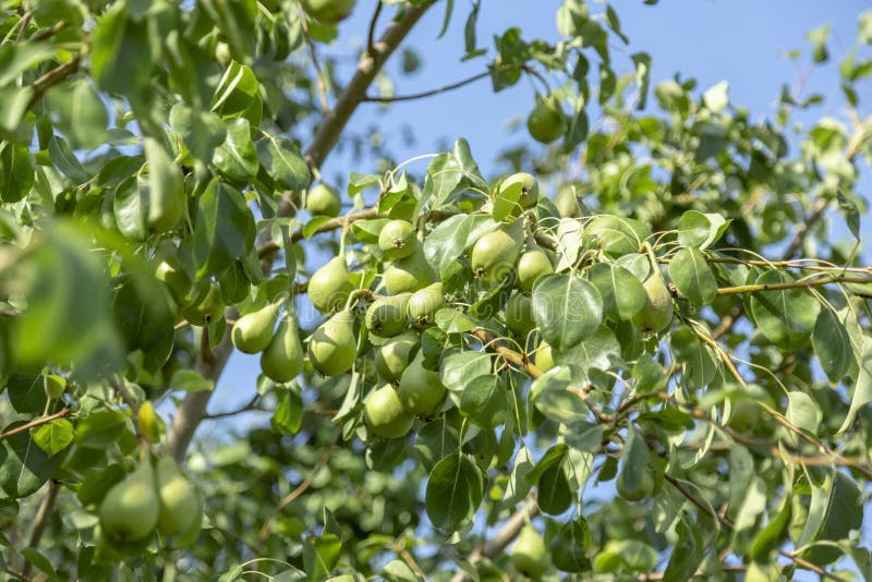 Green Young Pears on a Branch with Leaves. Stock Photo - Image of ...