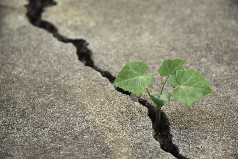 Green Young Plant Growing On The Broken Ground Stock Photo - Image of ...