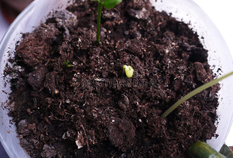 Green Young Plant Shoots Macro Stock Photo - Image of growth, micro ...