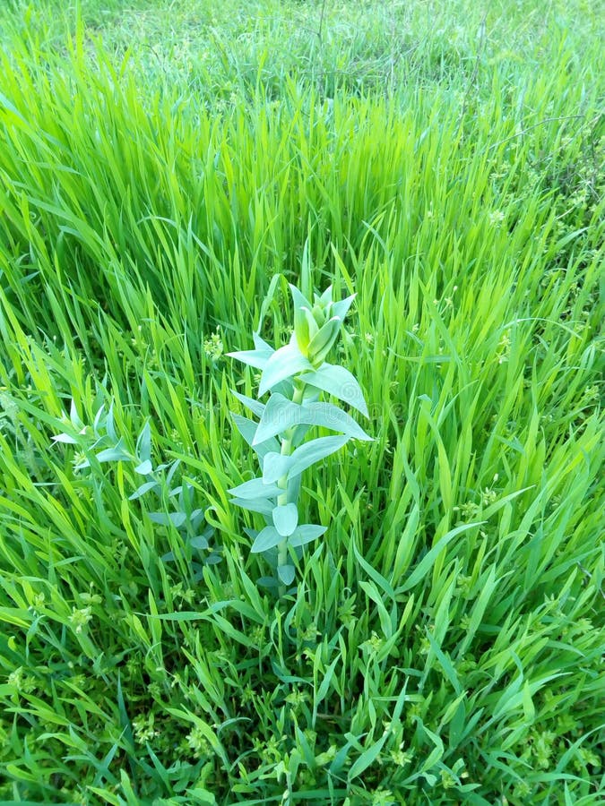 Green Young Plants Sprout among Green Grass Stock Photo - Image of ...