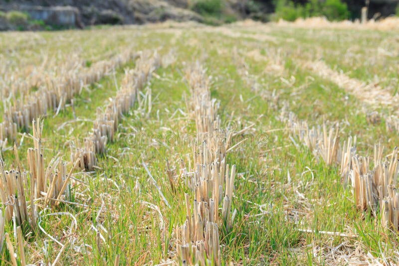 Green Young Plants Sprout in Rice Paddy Field Stock Image - Image of ...
