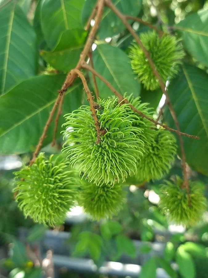 Green young rambutan stock image. Image of fruit, plant - 279201957