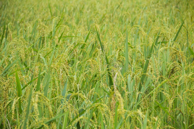 Young rice in farm stock photo. Image of natural, asian - 113344244