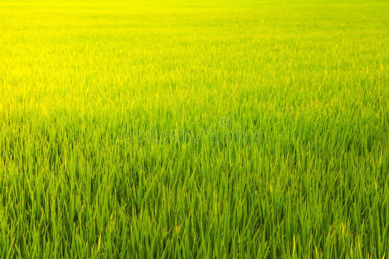 Green Young Rice Field in the Rural Stock Image - Image of blank, field ...