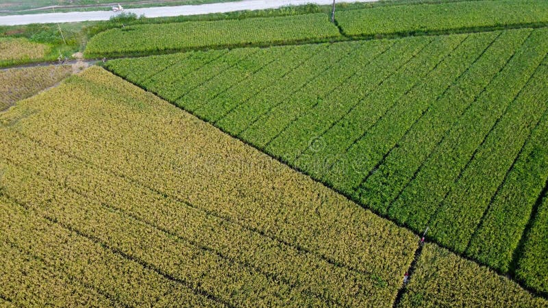 Green Young Rice Field Texture. Green Rice Plants Growing Stock Image ...