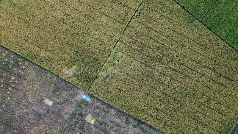 Green Young Rice Field Texture. Green Rice Plants Growing Stock Image ...