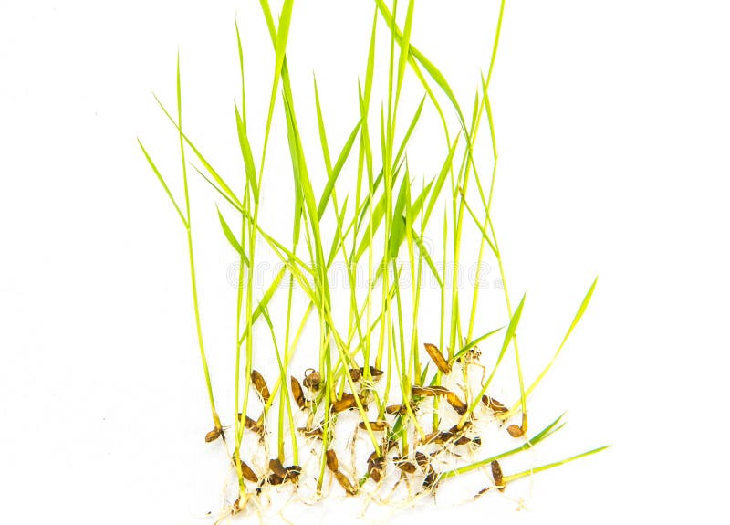 Young rice plant stock image. Image of garden, nature - 29746017