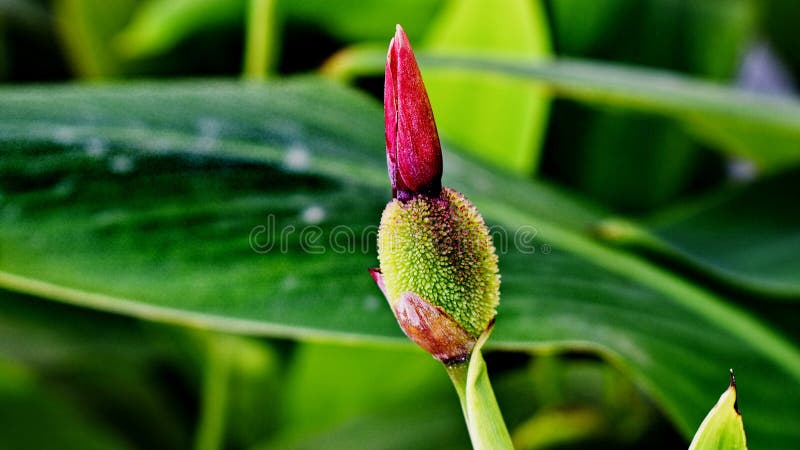Green young sharp flower stock image. Image of flower - 167589781