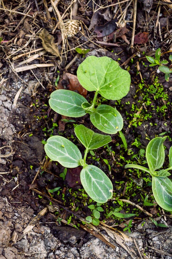 Green Young Sponge Gourd on the Ground Stock Image - Image of green ...