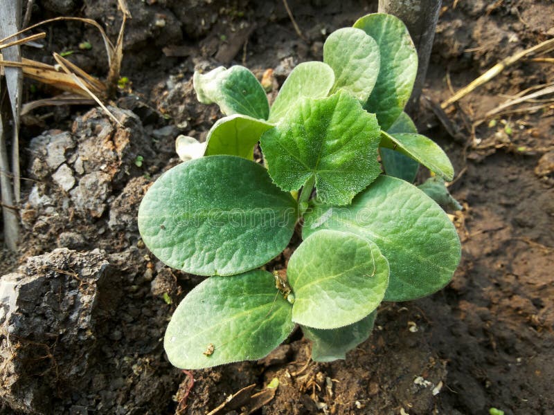 Green Young Sponge Gourd on the Ground Stock Image - Image of towel ...