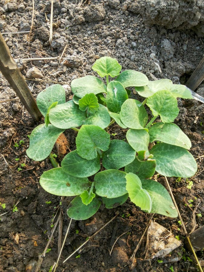 Green Young Sponge Gourd on the Ground Stock Image - Image of ...
