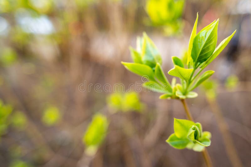Green young spring leaf stock photo. Image of park, landscape - 146404754