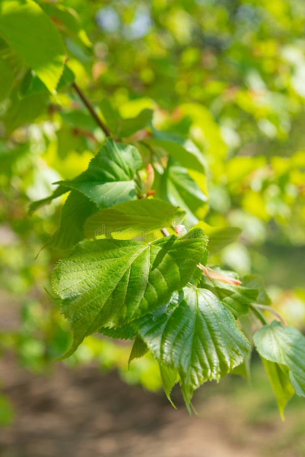 Green Young Spring Leaves from a Linden Tree. Variable Focus Stock ...