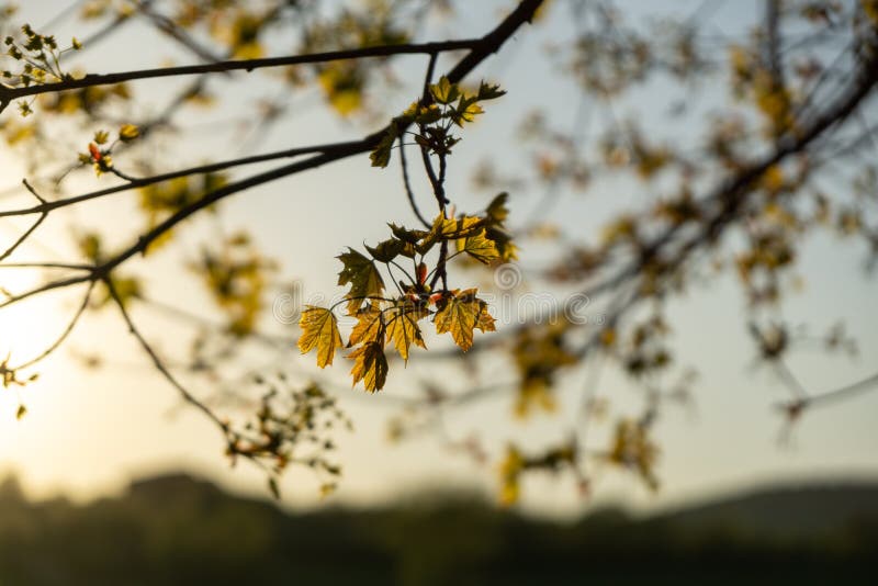 Green Young Spring Leaves on the Tree during Sunrise or Sunset. Stock ...