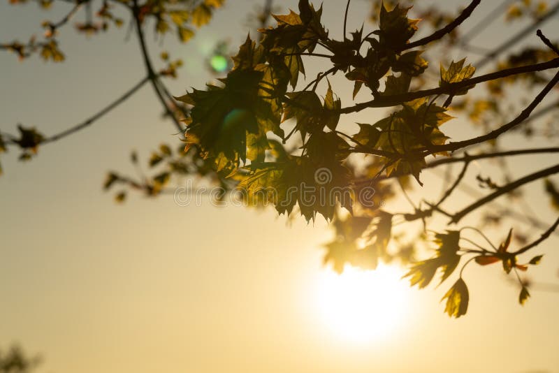 Green Young Spring Leaves on the Tree during Sunrise or Sunset. Stock ...