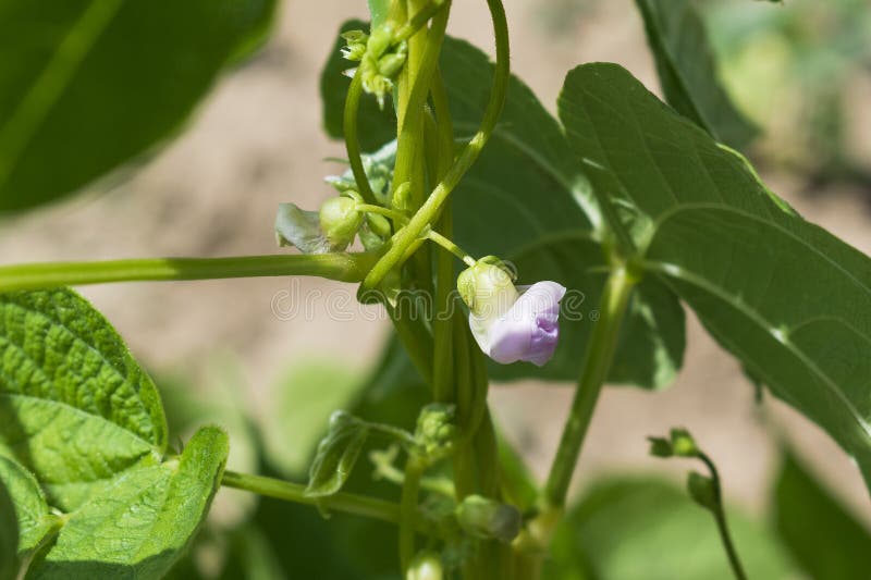 Green Young Stalks of a String Bean in Blossom Stock Image - Image of ...