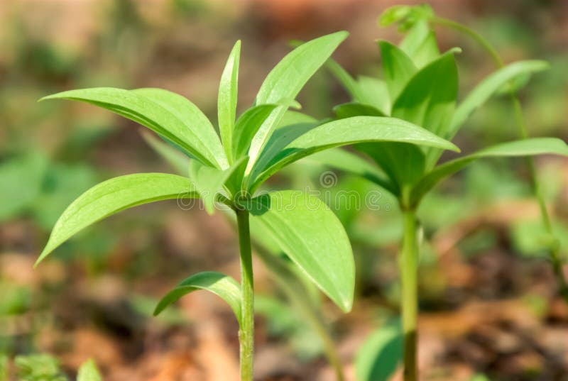 Green Young Tea Tree Leaves, Spring Greens Stock Photo - Image of plant ...