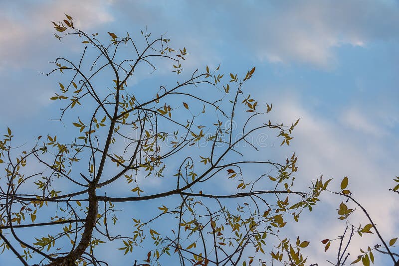 Green Young Tree Under a Pale Sky Stock Image - Image of autumn, fresh ...