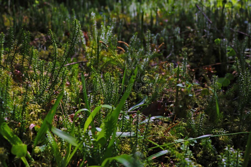 Young Vegetation on a Corn Field Stock Photo - Image of farmland ...