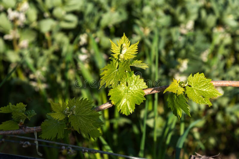 Green Young Vine in the Sunlight Close-up in Spring Stock Image - Image ...