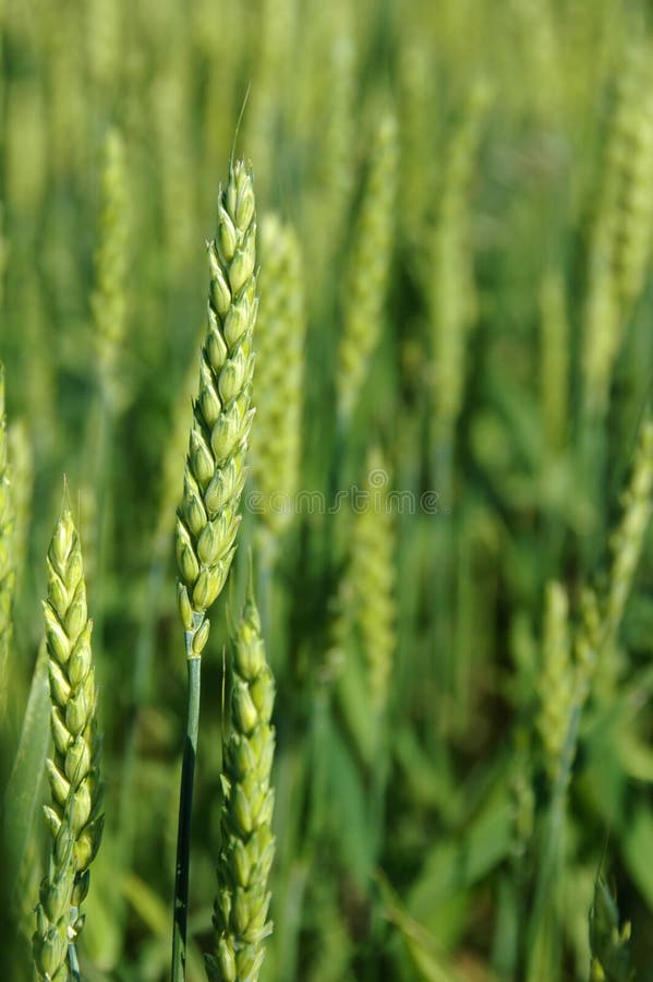 Close up of wheat stem stock image. Image of detail, plant - 5306549