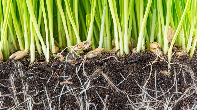 Root structure stock photo. Image of green, plant, root - 34745554