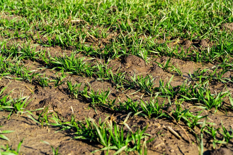 Wheat Sprouts after Rain, Water Drops on Wheat. Young Wheat or Grass ...