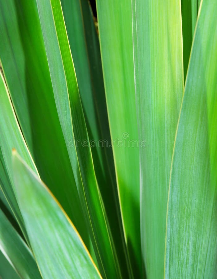 Green Yucca leaves stock image. Image of plant, vegetation - 15833345