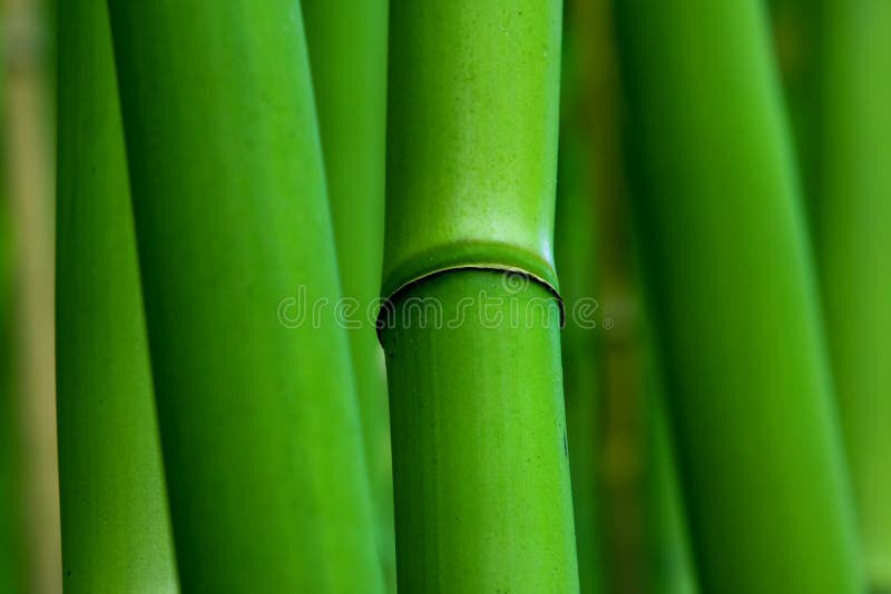 Green Zen Bamboo Plants stock photo. Image of gardening - 9292292