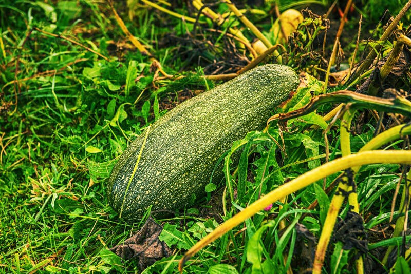 Green Zucchini in the Field. Stock Image - Image of harvest, food ...