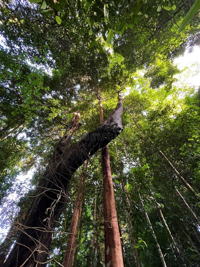 Greena tree stock photo. Image of slow, forest, holidays - 290532012