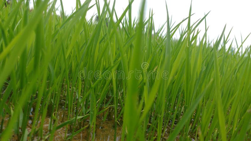 Greenary stock image. Image of water, grenery, greenery - 156449611
