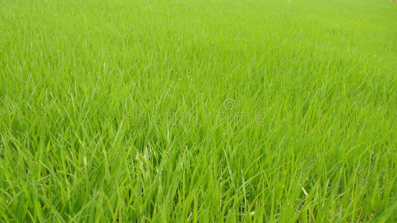 Greenary stock image. Image of water, grenery, greenery - 156449663