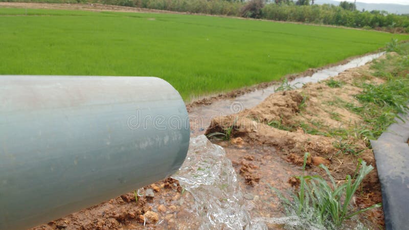 Greenary stock photo. Image of grenery, greenary, water - 156449568