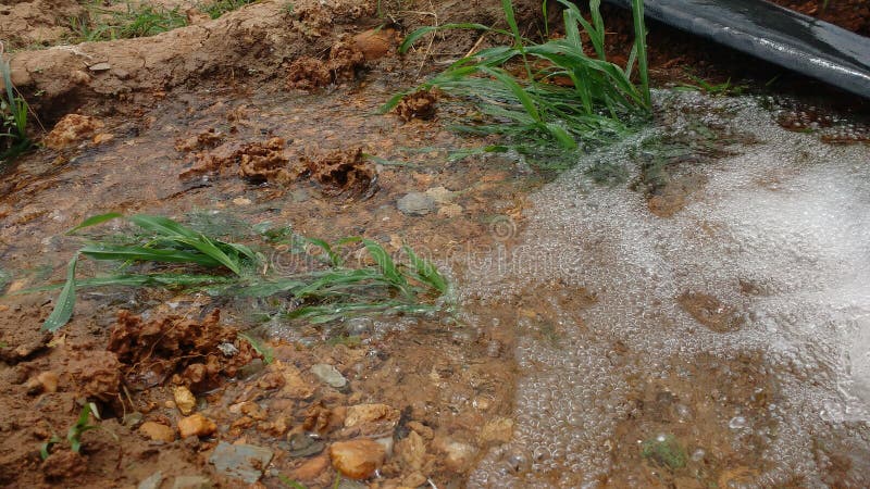 Greenary stock image. Image of water, grenery, greenery - 156449663