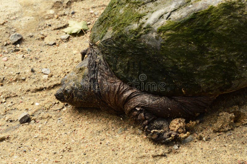 Greenback Snapping Turtle Set Stock Photo - Image of endangered, fresh ...