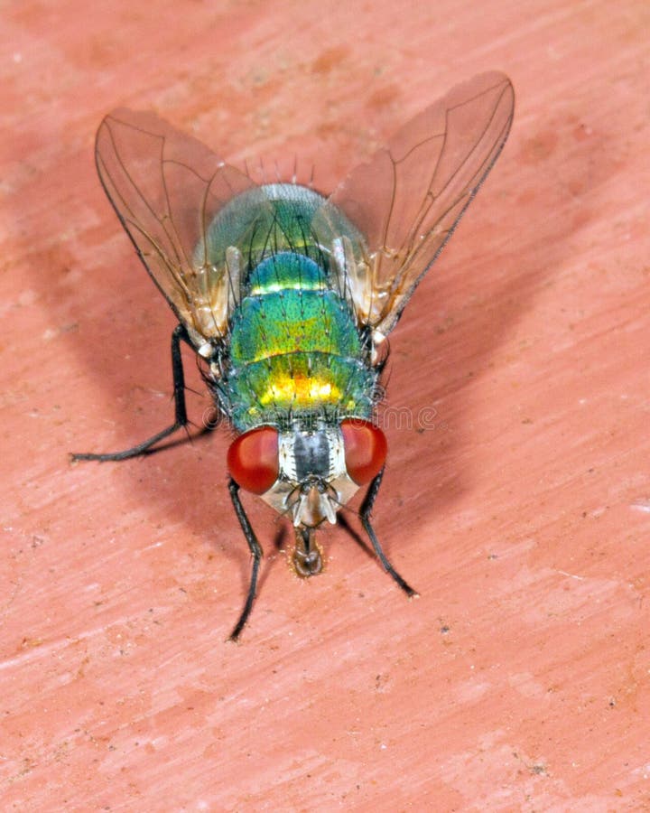 Garbage waste and flies. stock photo. Image of gangrenous - 91911946