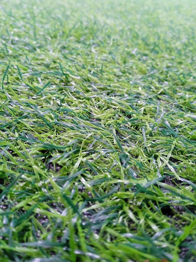 Greend grass stock photo. Image of peace, grass, beautiful - 343422224