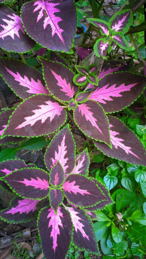 Greend and purple leaf stock photo. Image of flower - 265062168