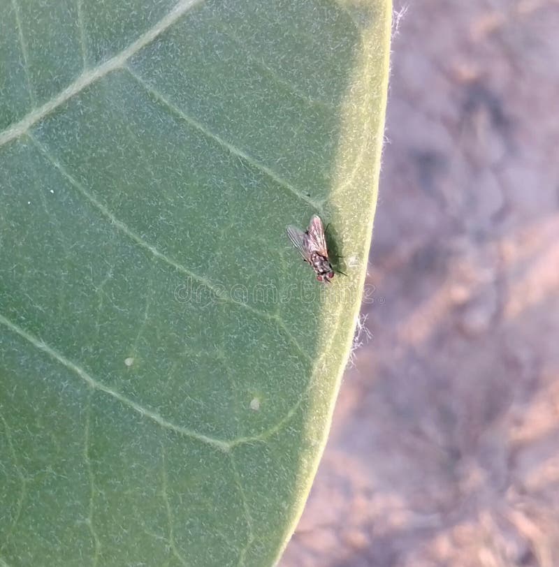 Makkhi stock image. Image of makkhi, captured, greene - 136544359