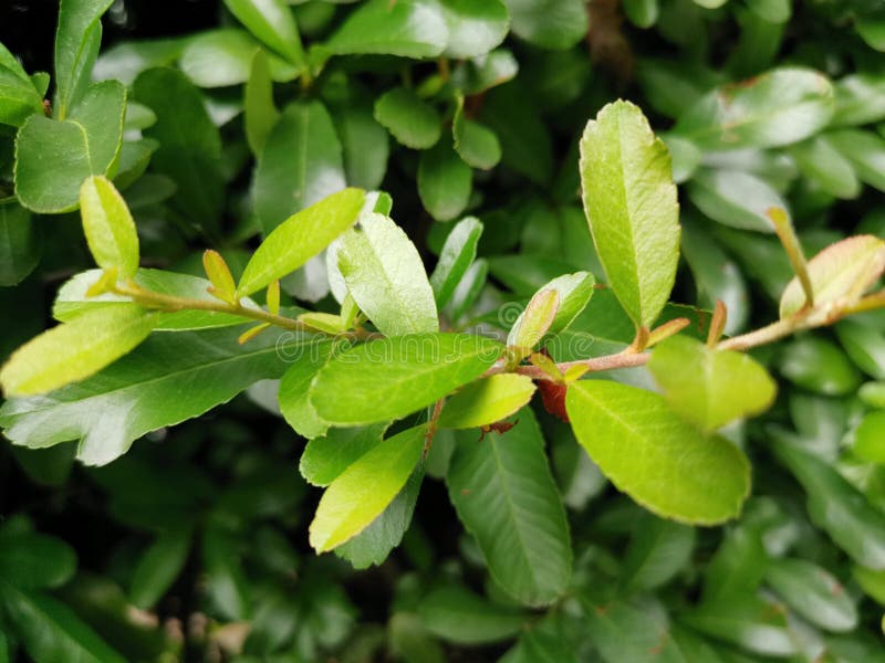 Greener, Leaves, Summer, Leaf, Green Stock Image - Image of greener ...