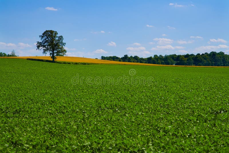 Art & Collectibles Greener pastures Digital etna.com.pe