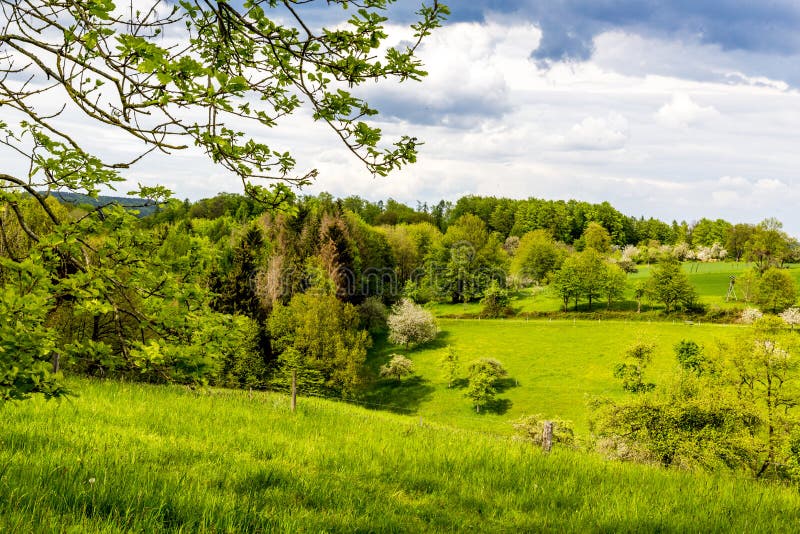 Greeneries in on a hill stock photo. Image of leaf, flower - 218691482