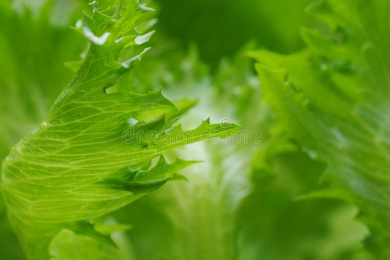 Greenery Abstract Vegetable Blurred Background Stock Image - Image of ...