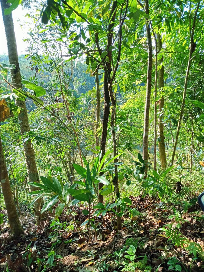 Greenery all around stock photo. Image of garden, greenery - 227006232