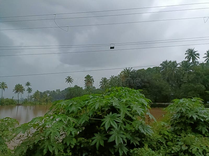 Greenery All Over the Place during the Monsoon Season of Goa Stock ...