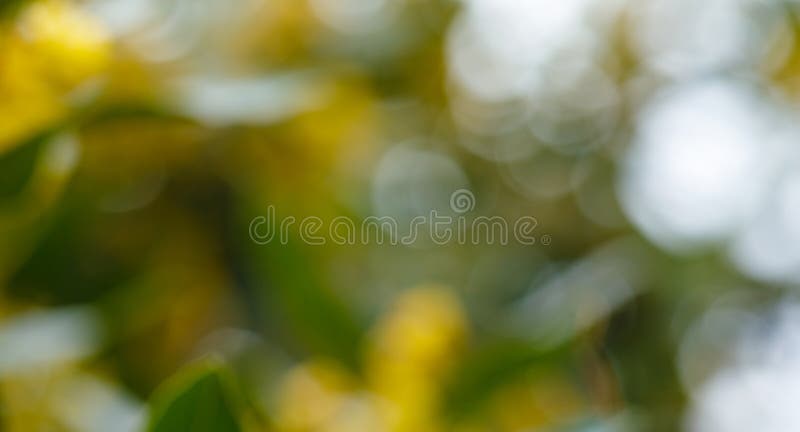 Greenery Background, Abstract Green Defocused Nature Stock Photo ...