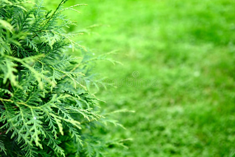 Greenery Background stock image. Image of bush, copy - 33261587